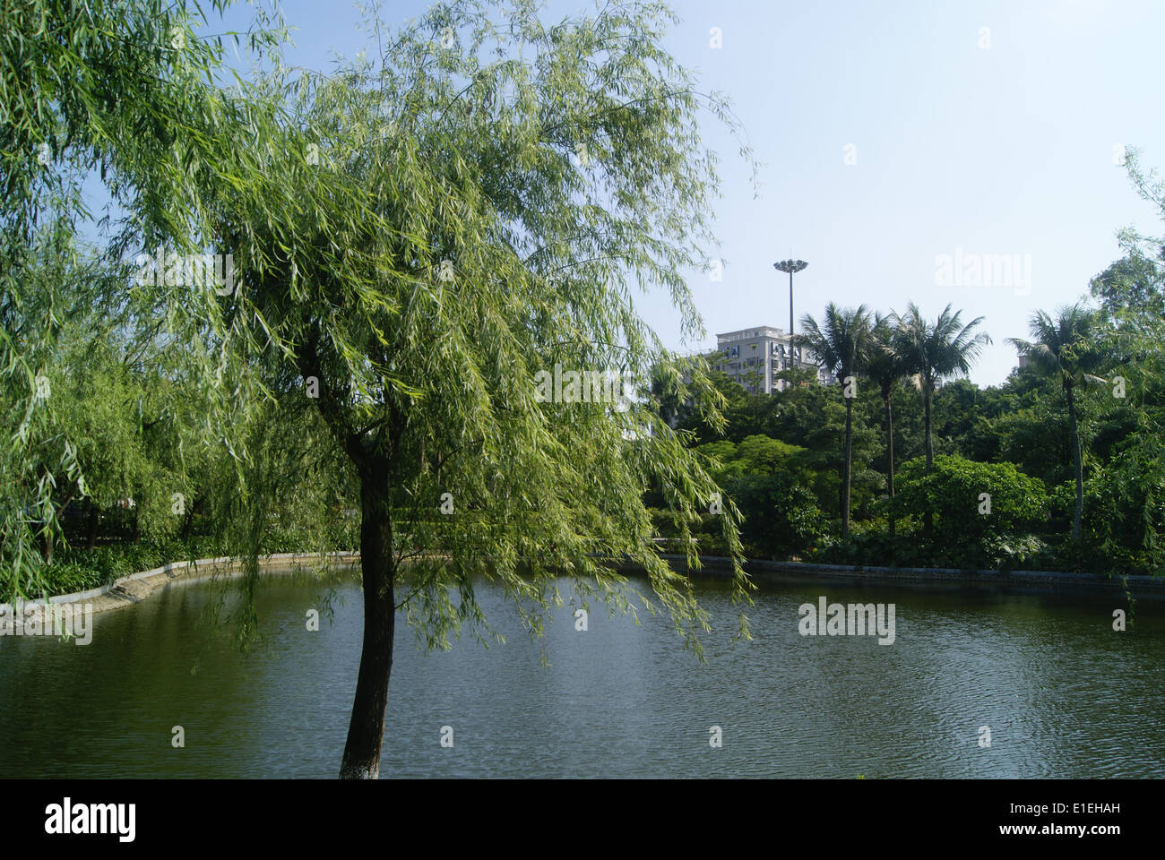 Lakeside landscape, willow and lake water Stock Photo - Alamy