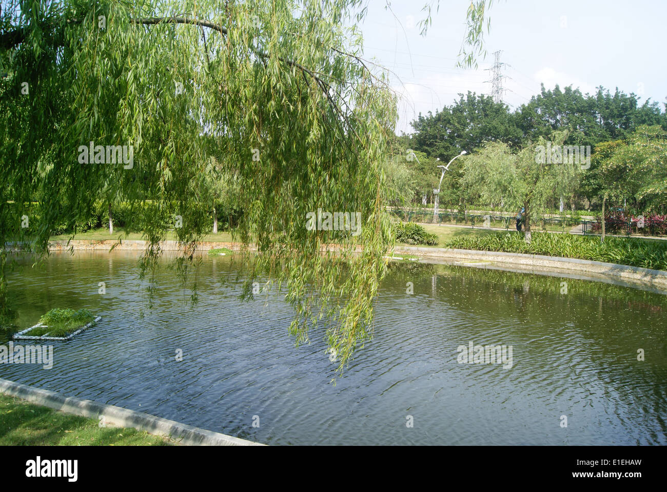 Lakeside landscape, willow and lake water Stock Photo - Alamy