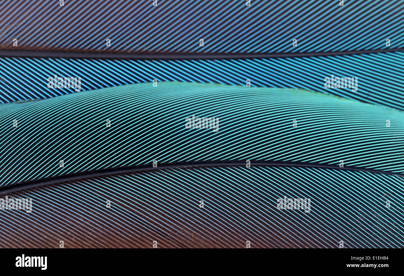 Colorful quill of macaw bird making background Stock Photo - Alamy