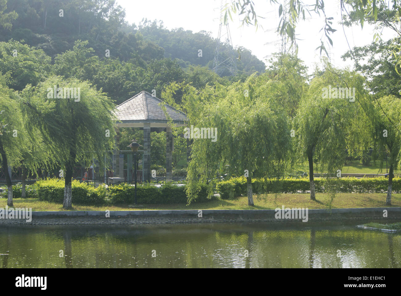 Lakeside landscape, willow and lake water Stock Photo - Alamy