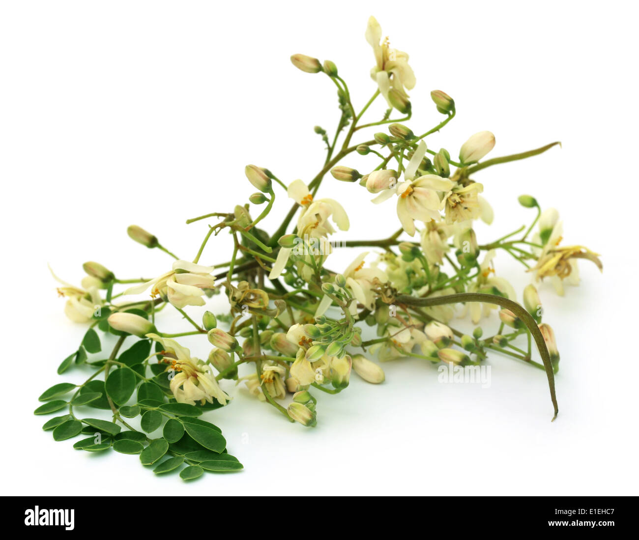 Edible moringa flower with green leaves over white background Stock ...