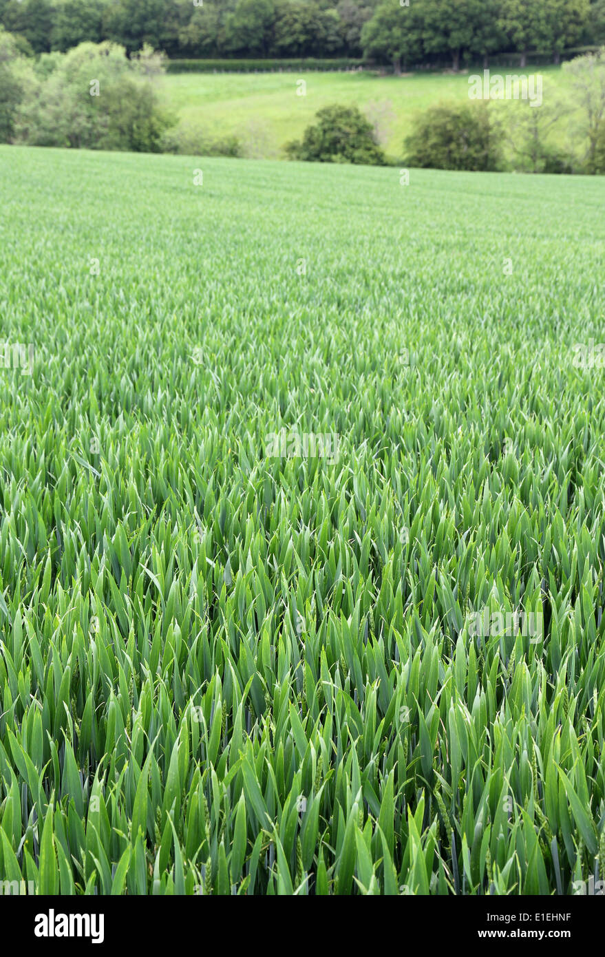 spring wheat field on rolling hills Sussex southern England Stock Photo ...