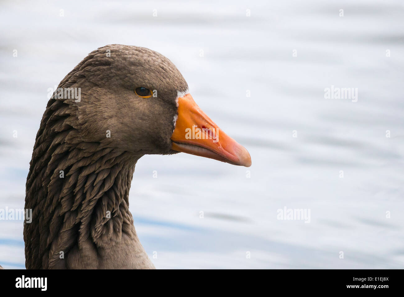 Grey goose hi-res stock photography and images - Alamy