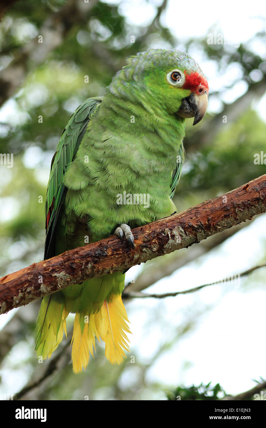 Parrot In Jungle High Resolution Stock Photography and Images - Alamy
