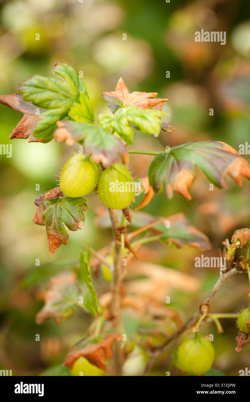 Gooseberry bush hi-res stock photography and images - Alamy