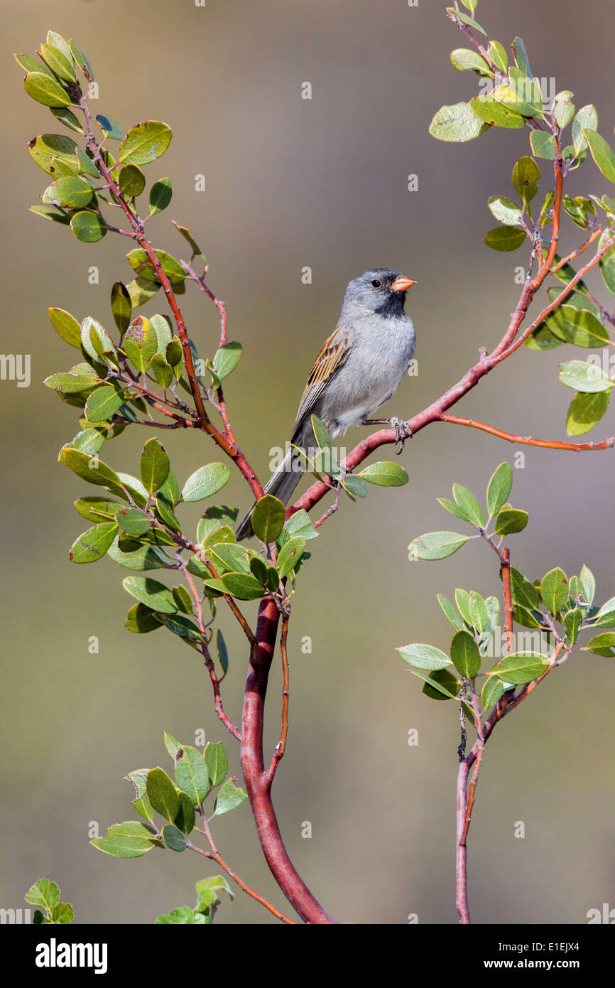 Black-chinned Sparrow Spizella atrogularis Santa Catalina Mountains ...