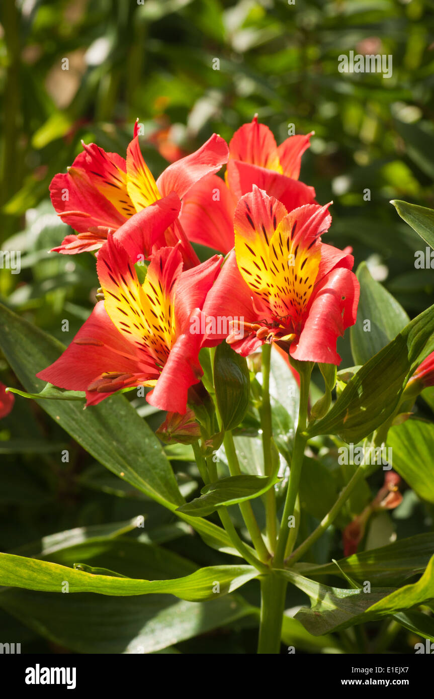 Inca lily hi-res stock photography and images - Alamy