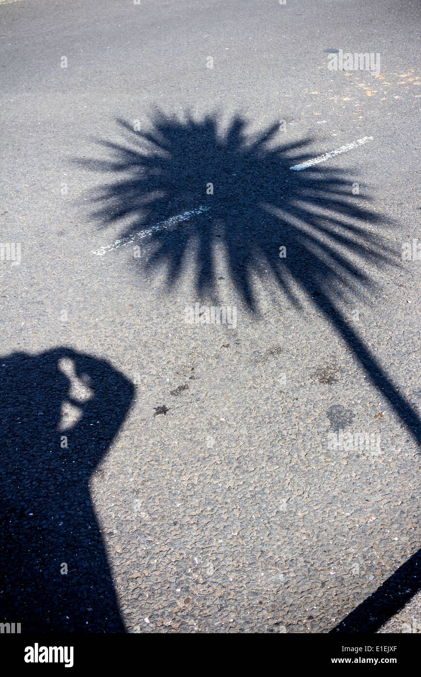 palm tree shadow on road Stock Photo - Alamy