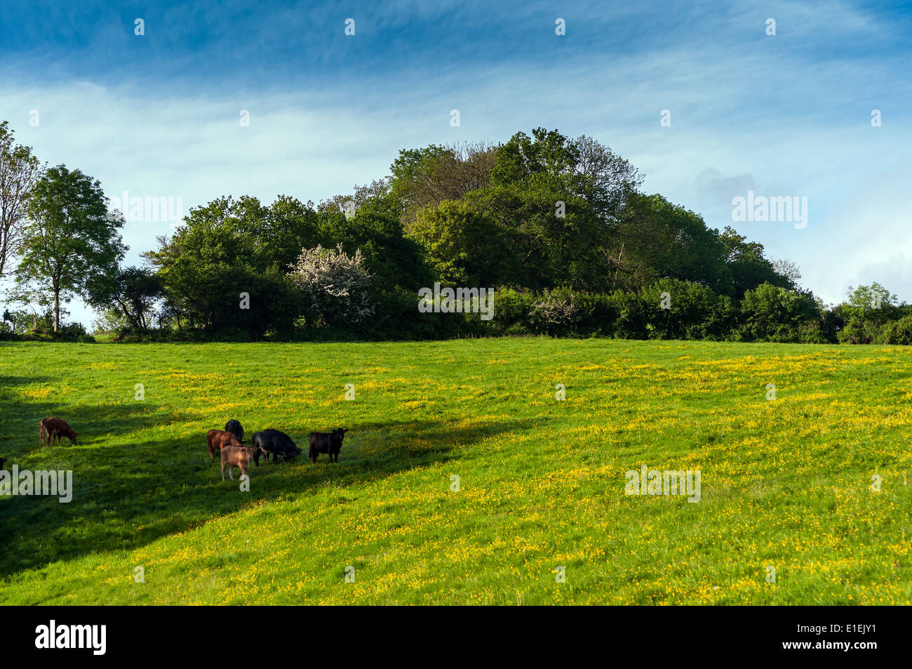 Pastoral scene hi-res stock photography and images - Alamy