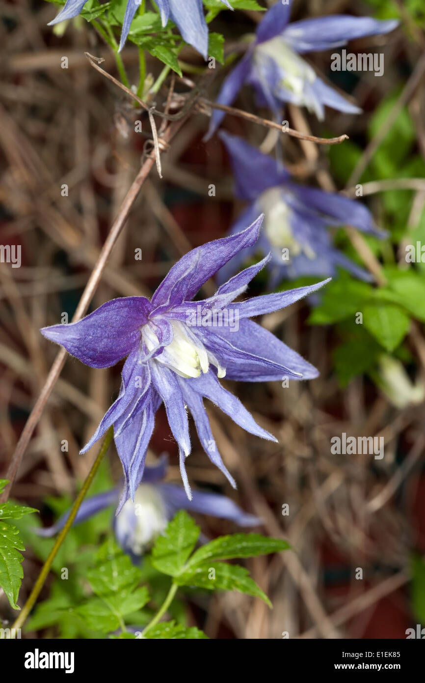 Clematis alpina flowers Stock Photo - Alamy