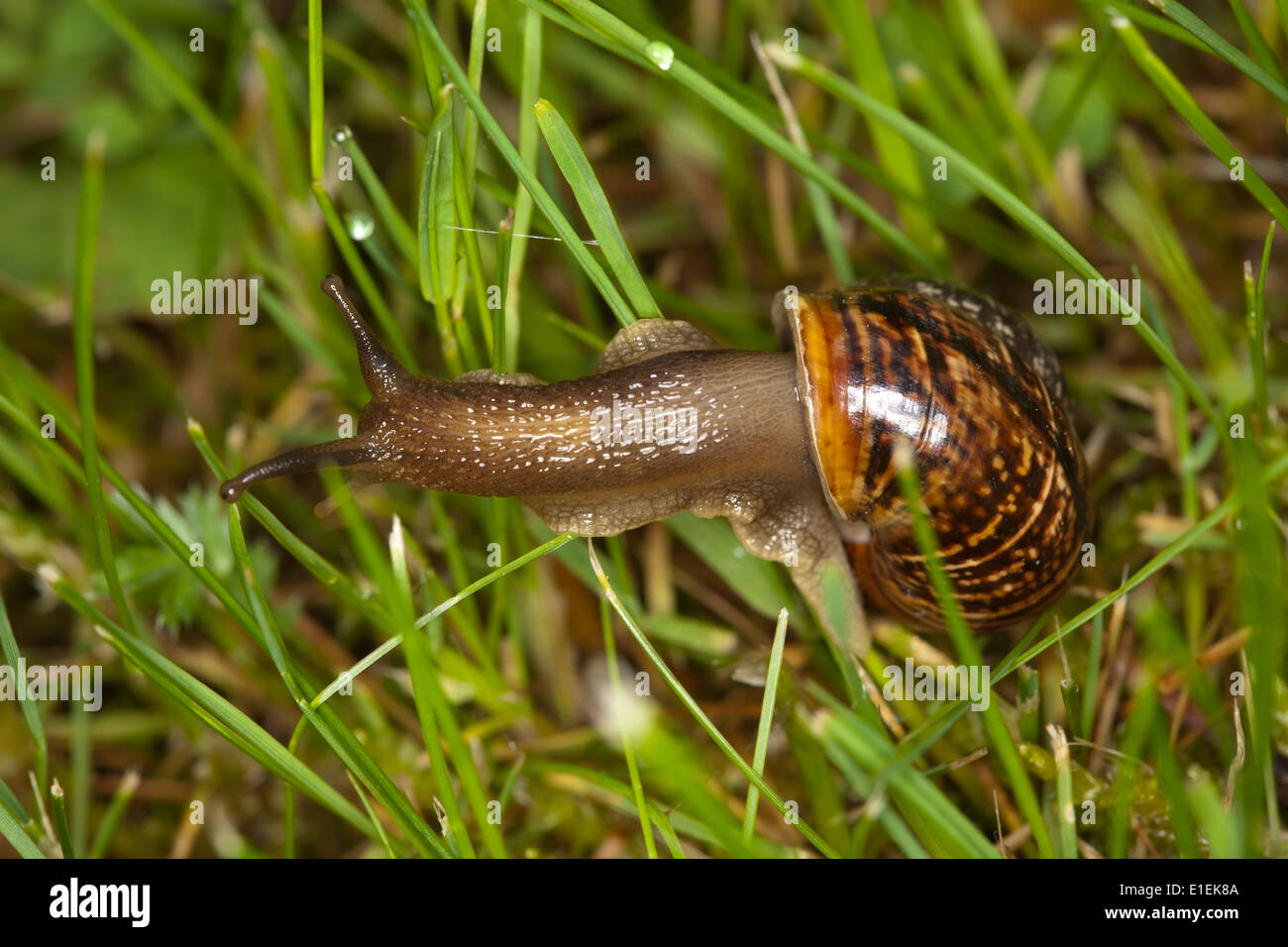 Arianta arbustorum, copse snail Stock Photo - Alamy