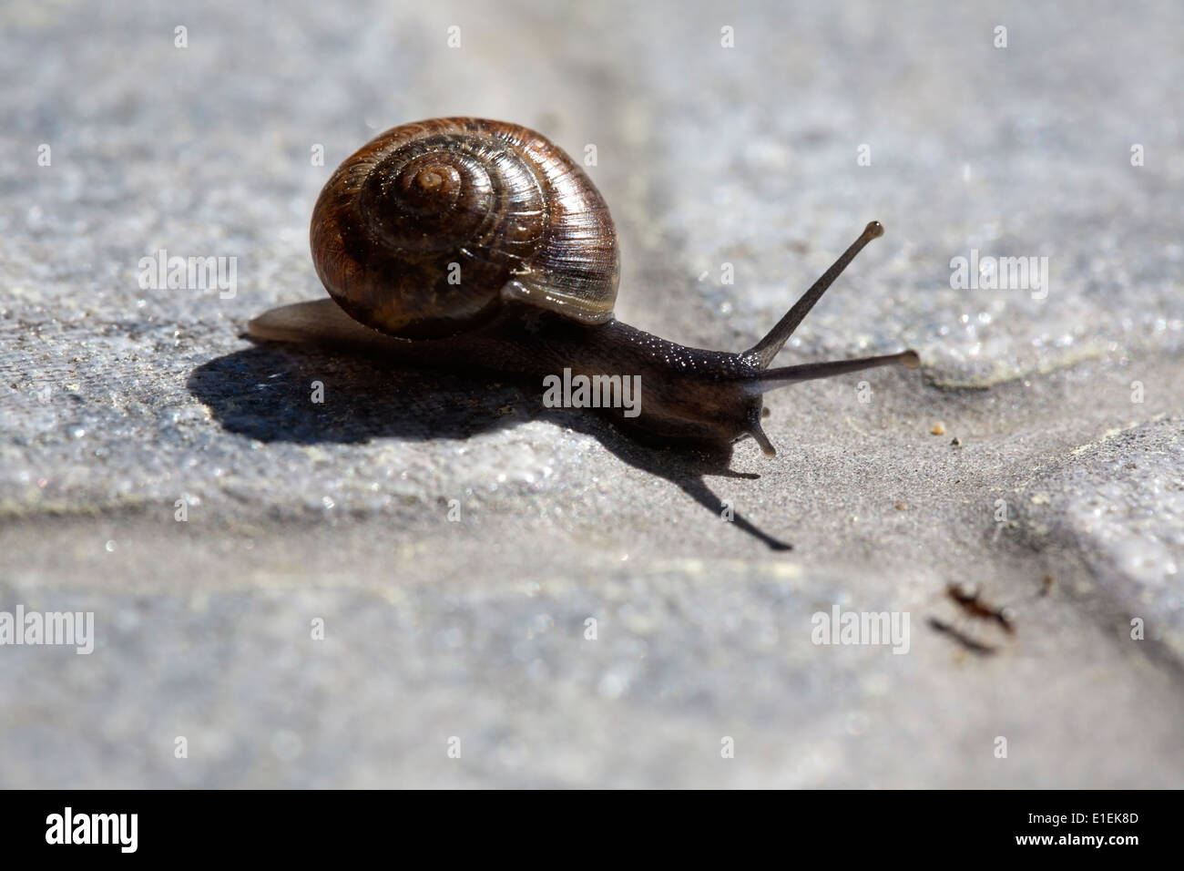 Arianta arbustorum, copse snail Stock Photo - Alamy