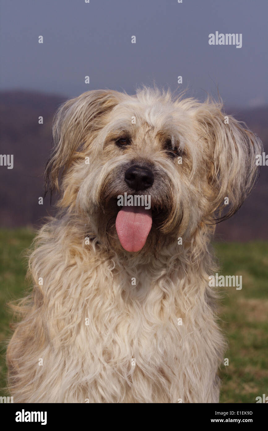 Catalan Sheepdog Mix