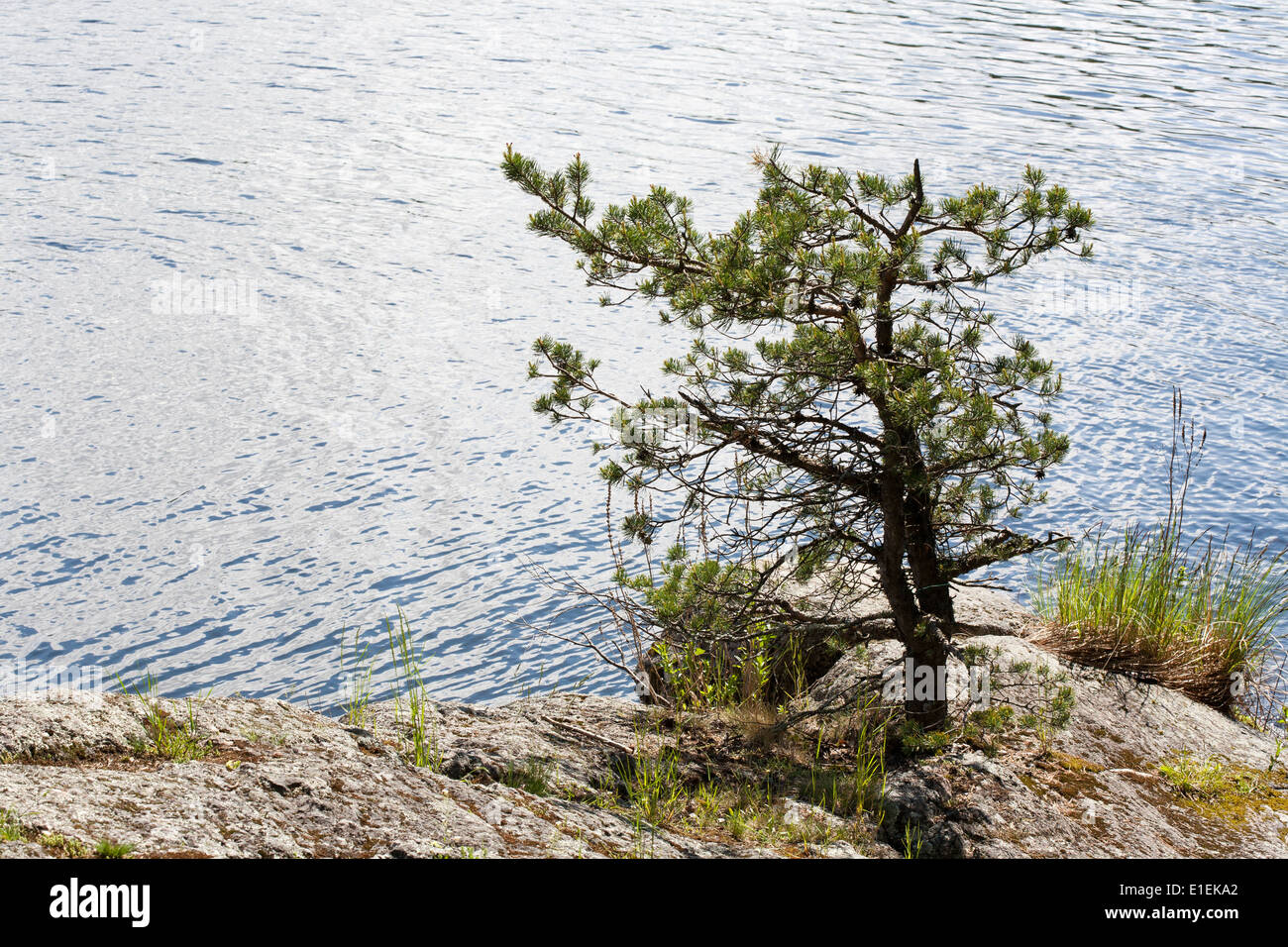 Tree growing on cliff hi-res stock photography and images - Alamy