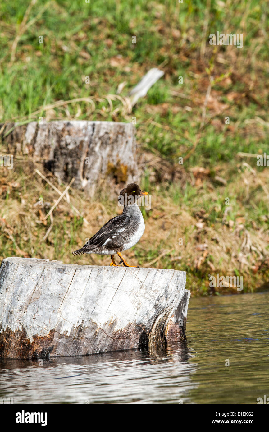 Barrow's goldeneye (Bucephala islandica) Pretty female, resting on tree ...