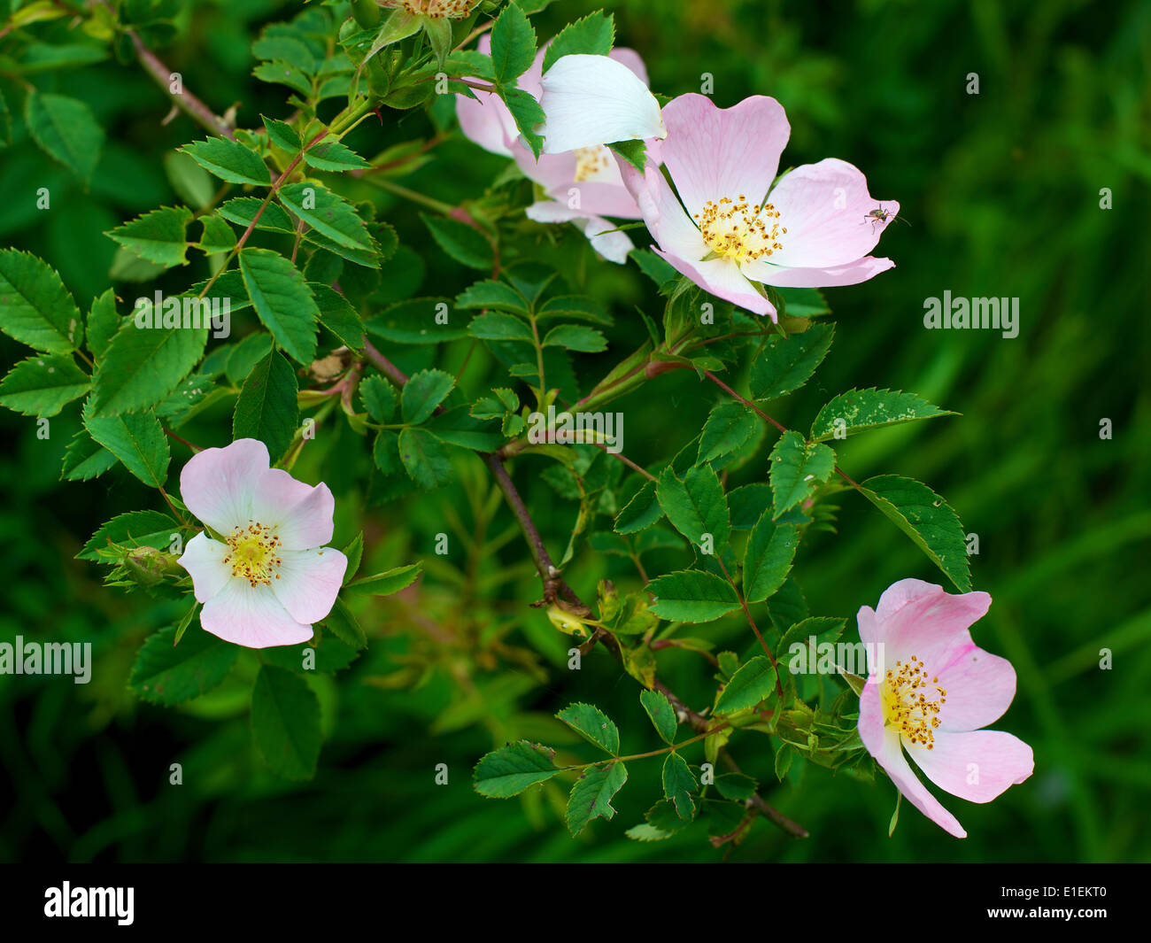 "Common Ground". Reigate, Surrey. 2nd June 2014. Common Wild Rose 'Rosa ...
