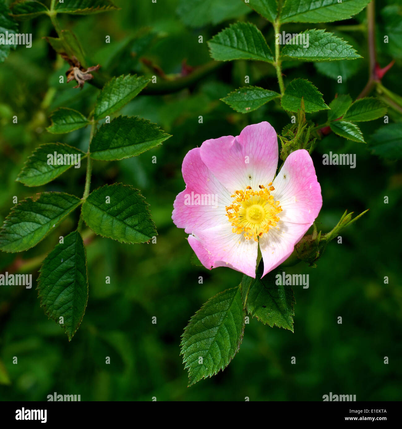 Lindsay Rose High Resolution Stock Photography and Images - Alamy