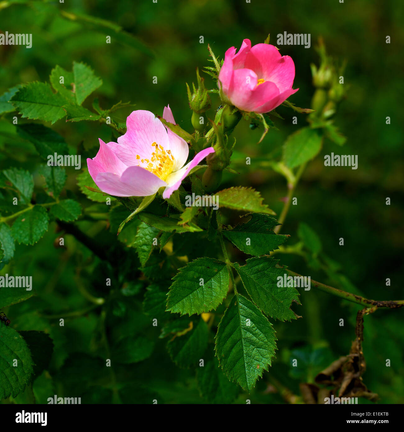 "Common Ground". Reigate, Surrey. 2nd June 2014. Common Wild Rose 'Rosa ...