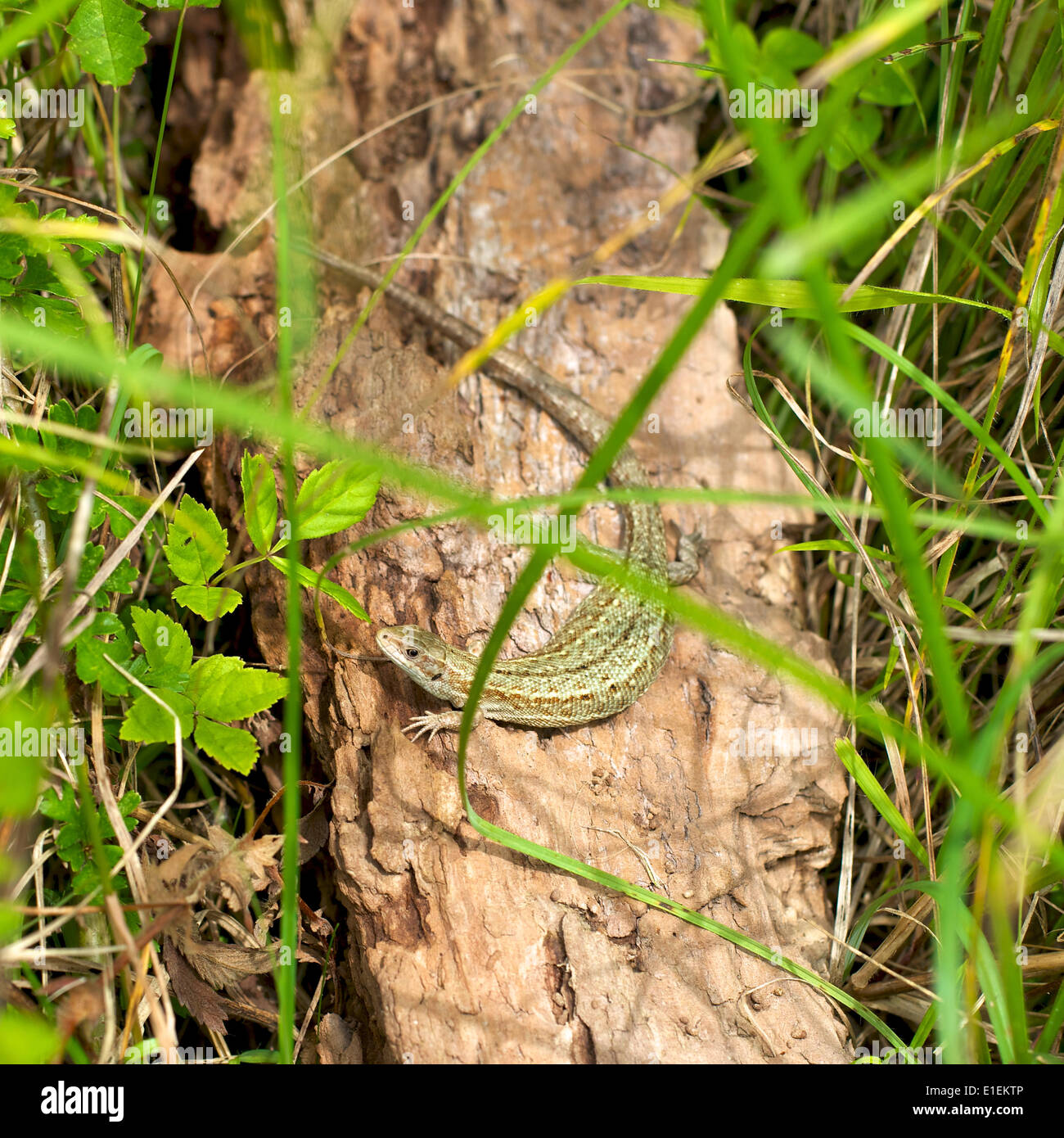 Lizard downs hi-res stock photography and images - Alamy