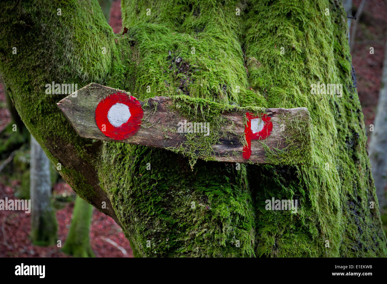 Old moss overgrown hiking sign, showing the way to the parking lot ...