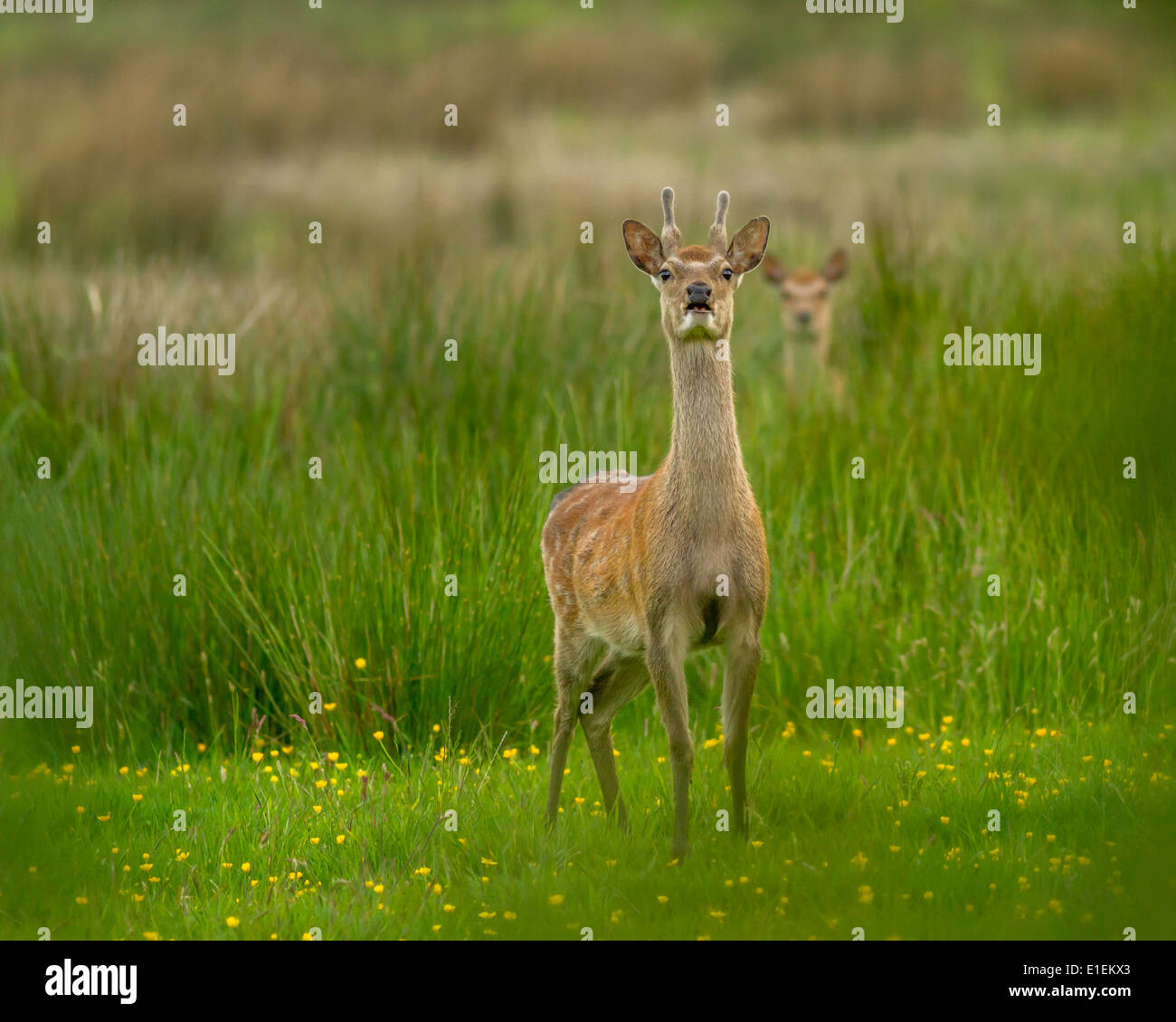 Sika deer hi-res stock photography and images - Alamy
