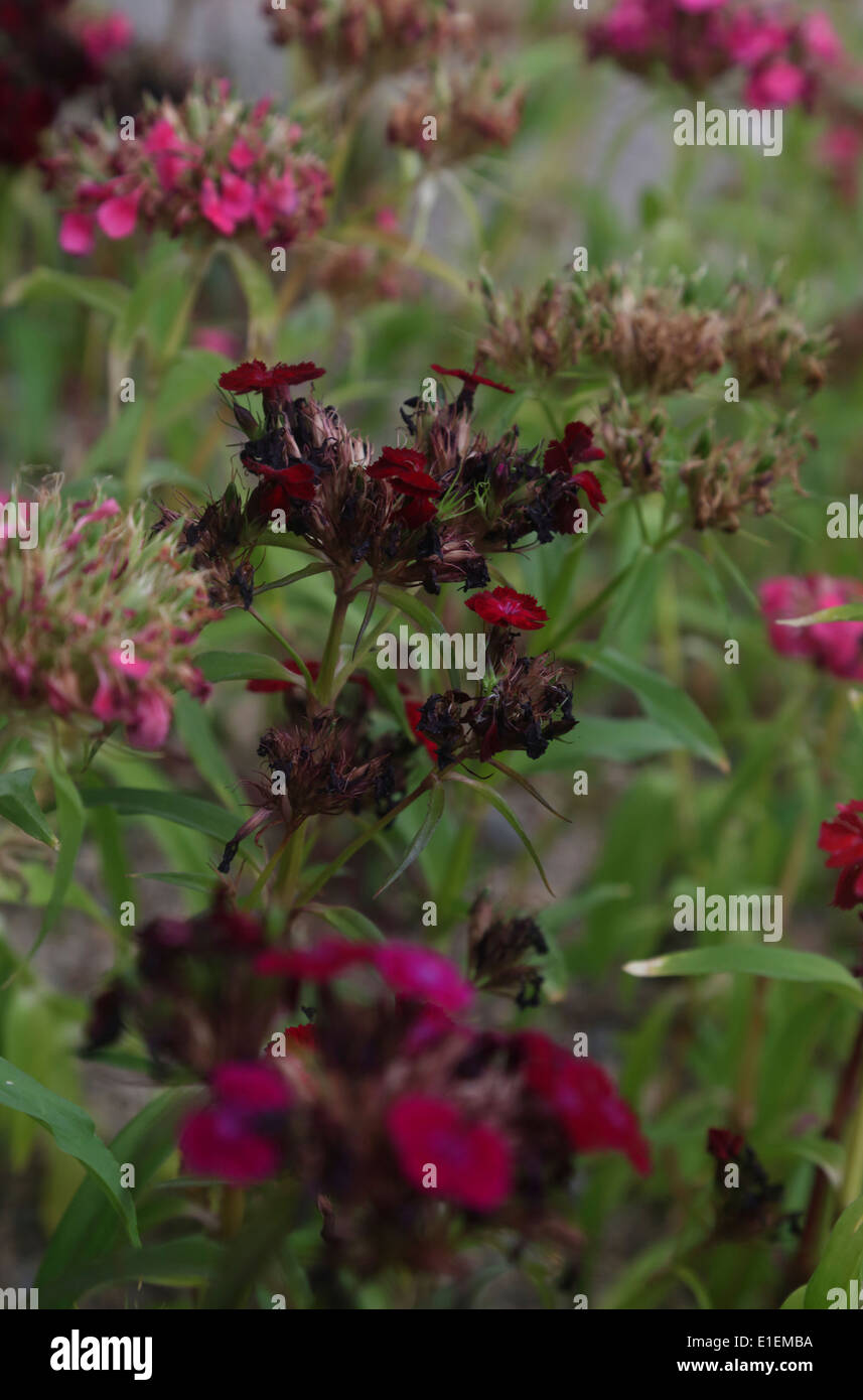 China pink hi-res stock photography and images - Alamy