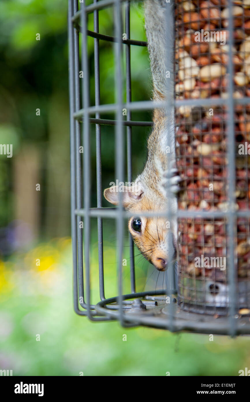 A squirrel inside a squirrel-proof bird feeder Stock Photo - Alamy
