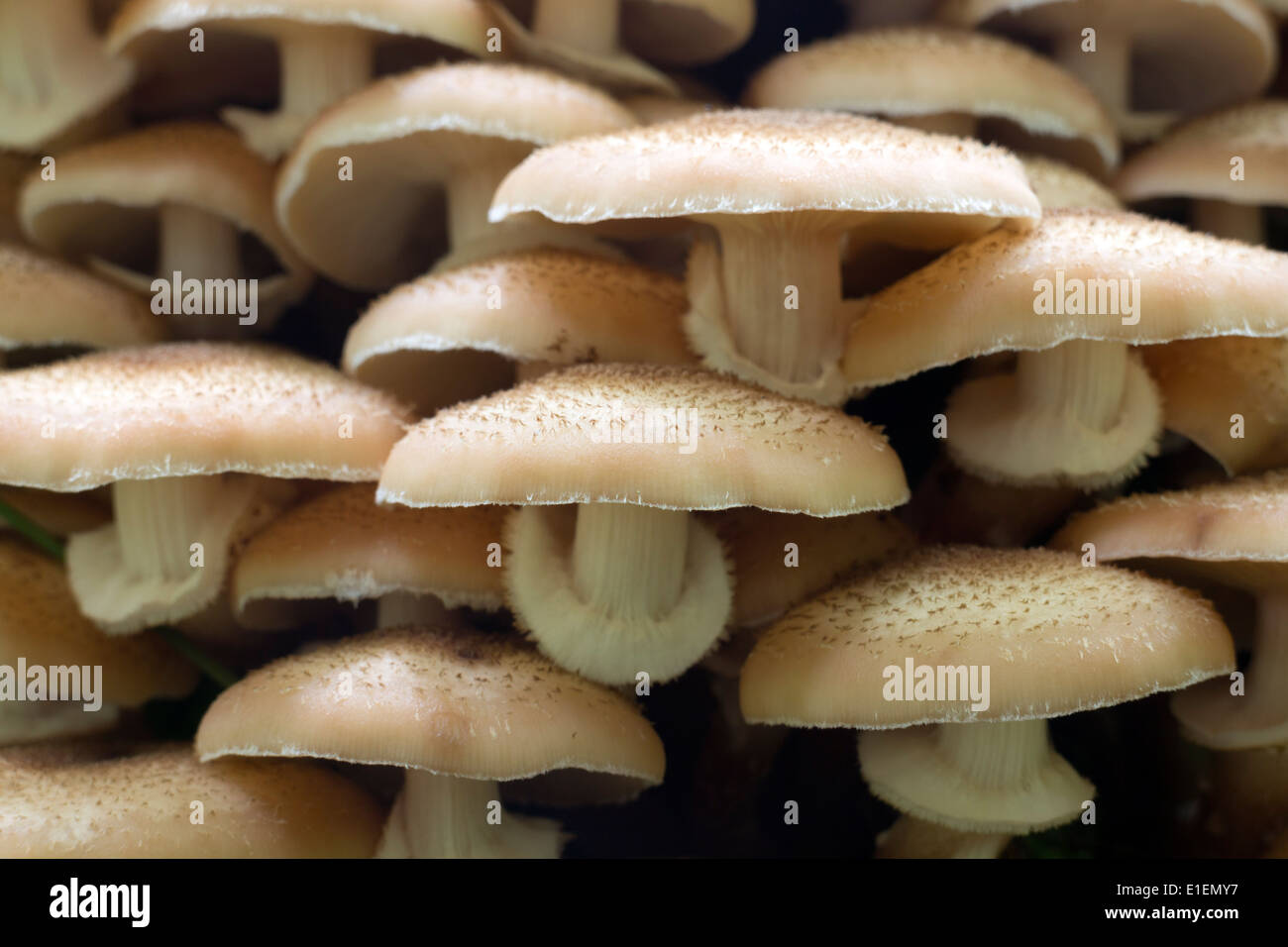 Fruiting Bodies of the Armillaria sp of Fungi Growing from a Moss ...