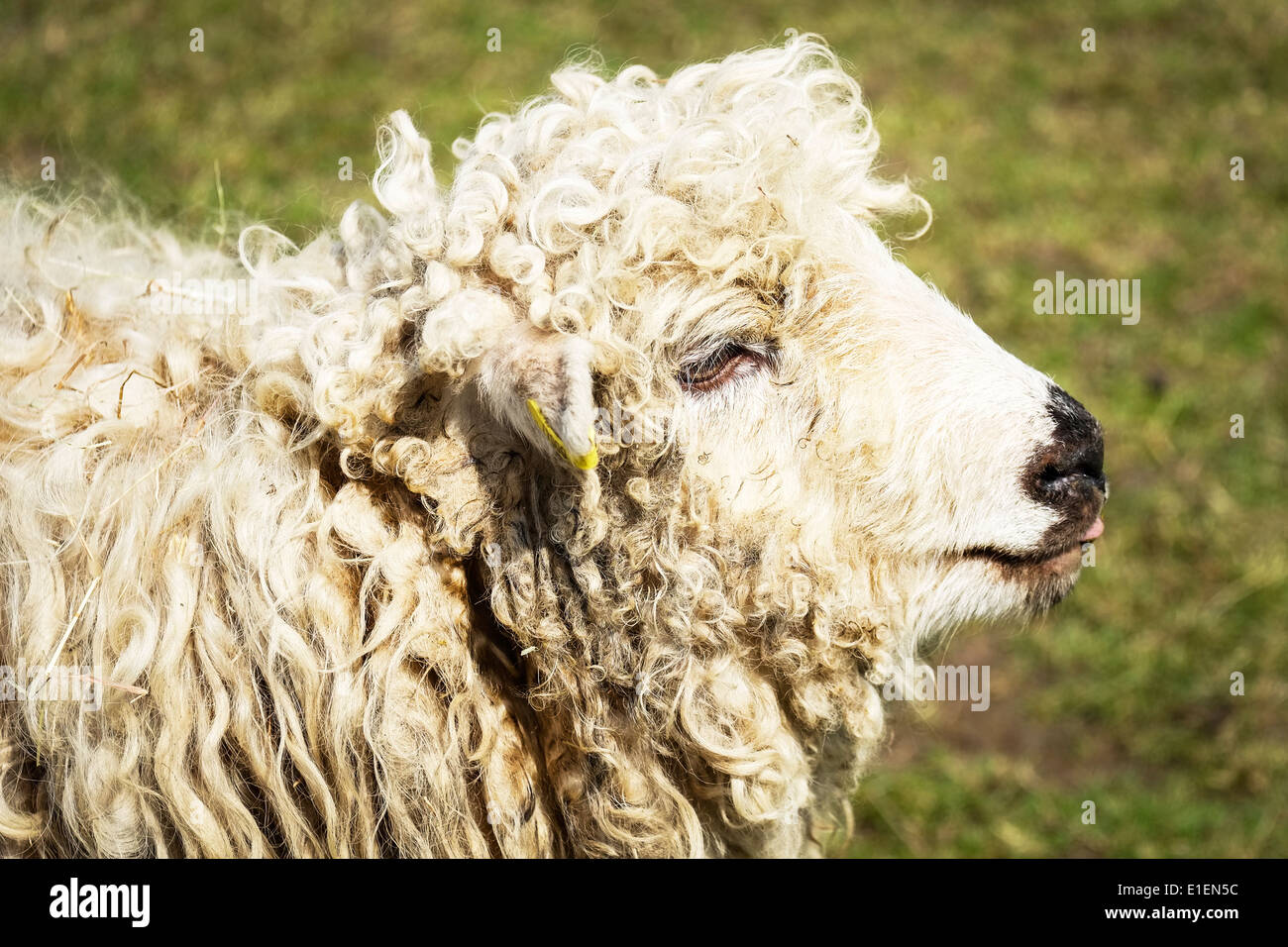 A Greyface Dartmoor Sheep Stock Photo - Alamy