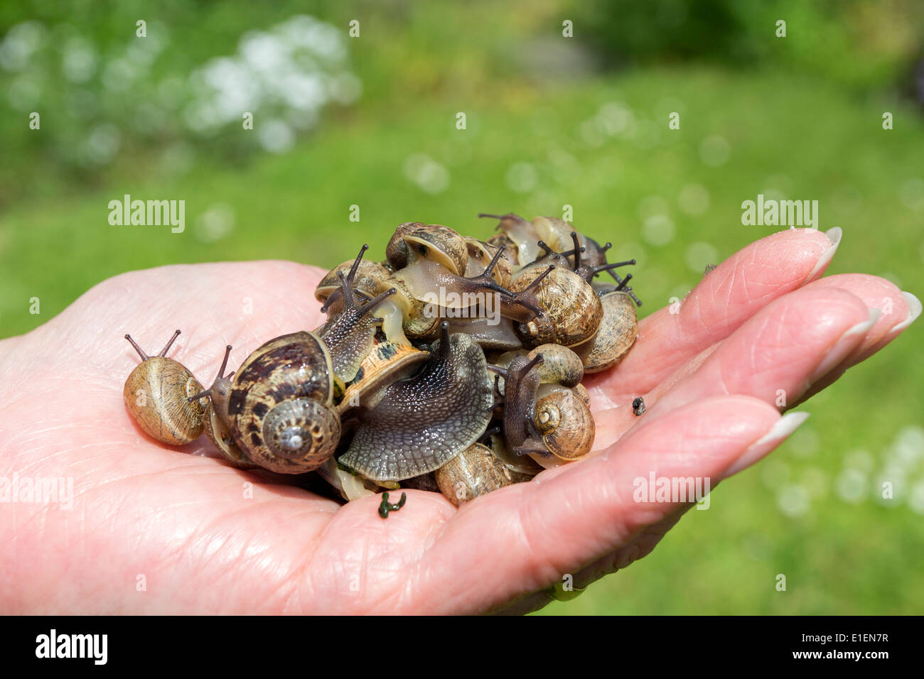 Uk snails garden hi-res stock photography and images - Alamy