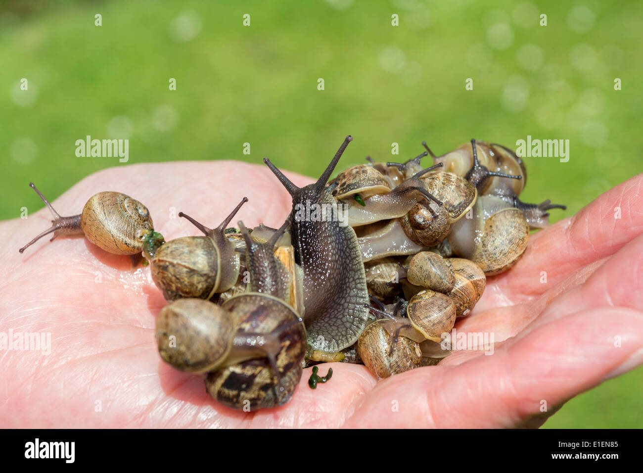 Gardener with a Handfull of Snails UK Stock Photo - Alamy