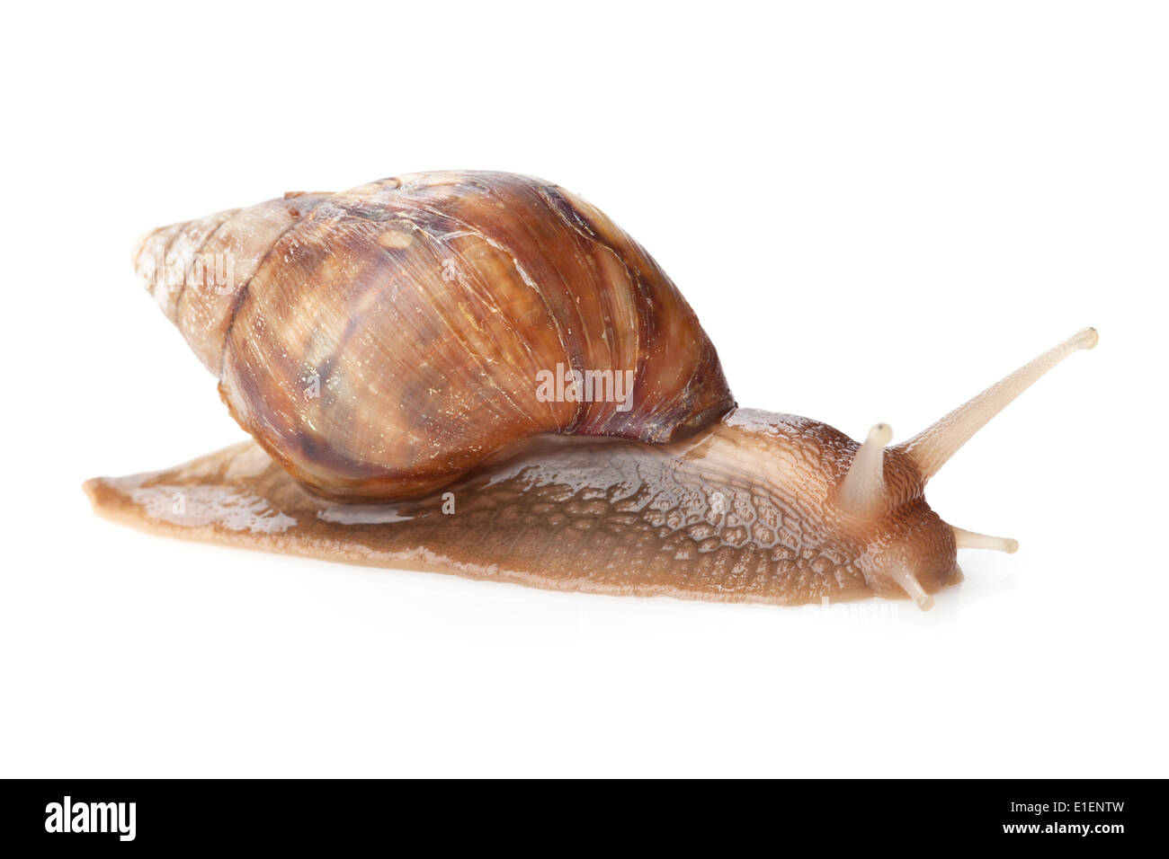 Snail. Isolated on white background Stock Photo - Alamy