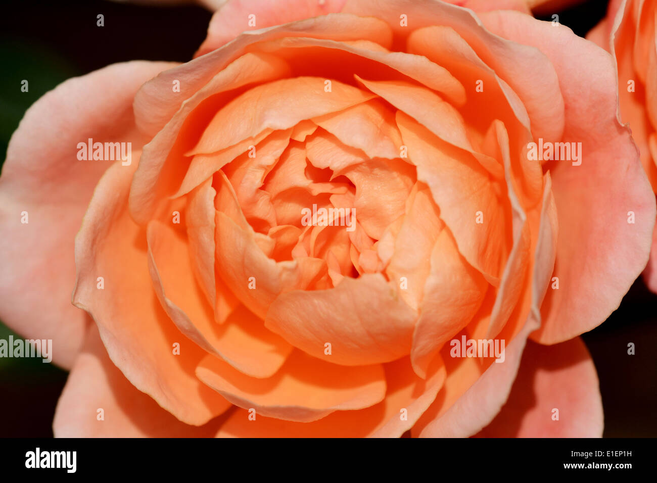 Peach coloured rose flower hi-res stock photography and images - Alamy