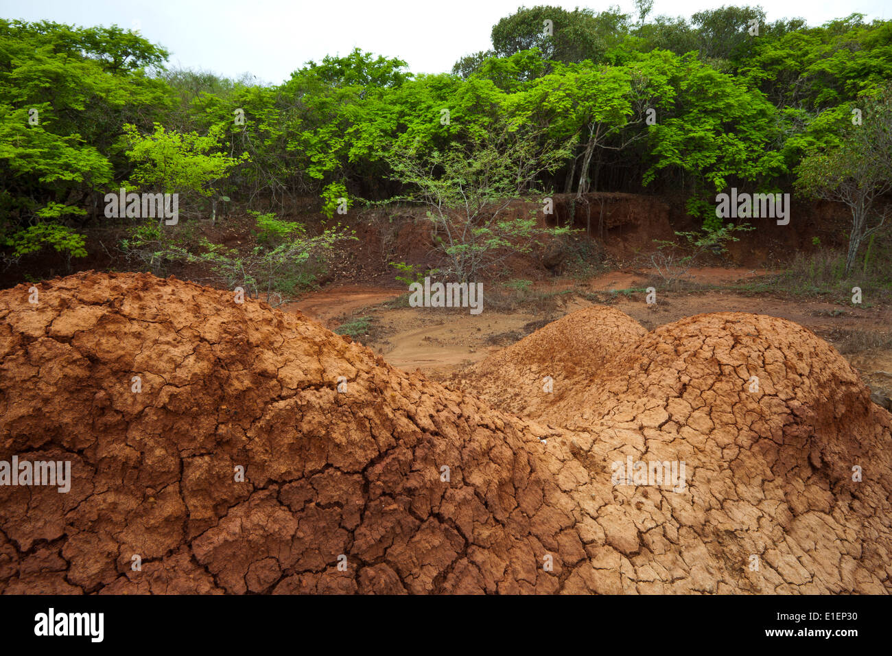 Eroded landscape in Sarigua national park (desert) in the Herrera ...
