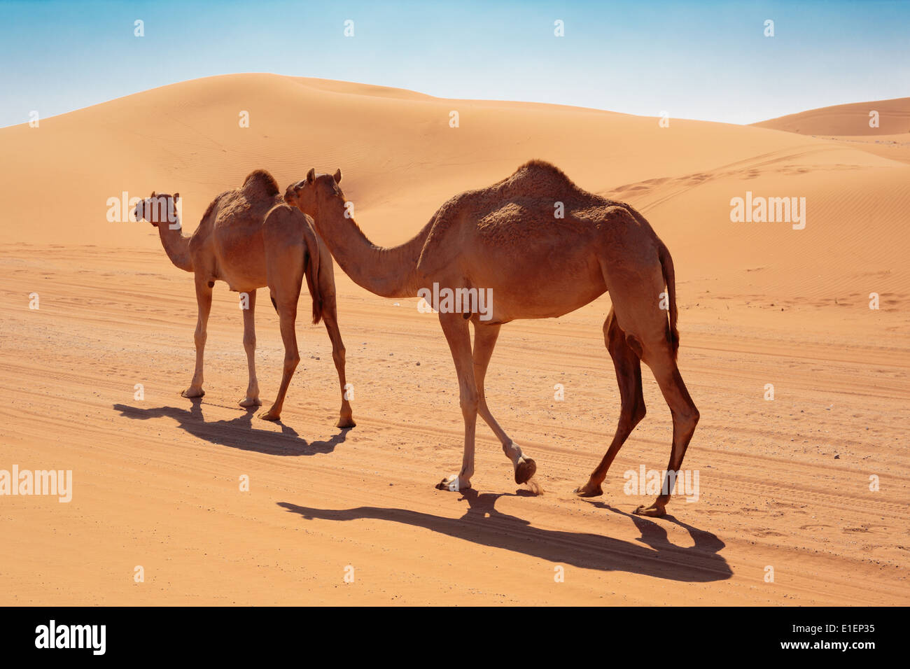 camels in the desert Stock Photo - Alamy