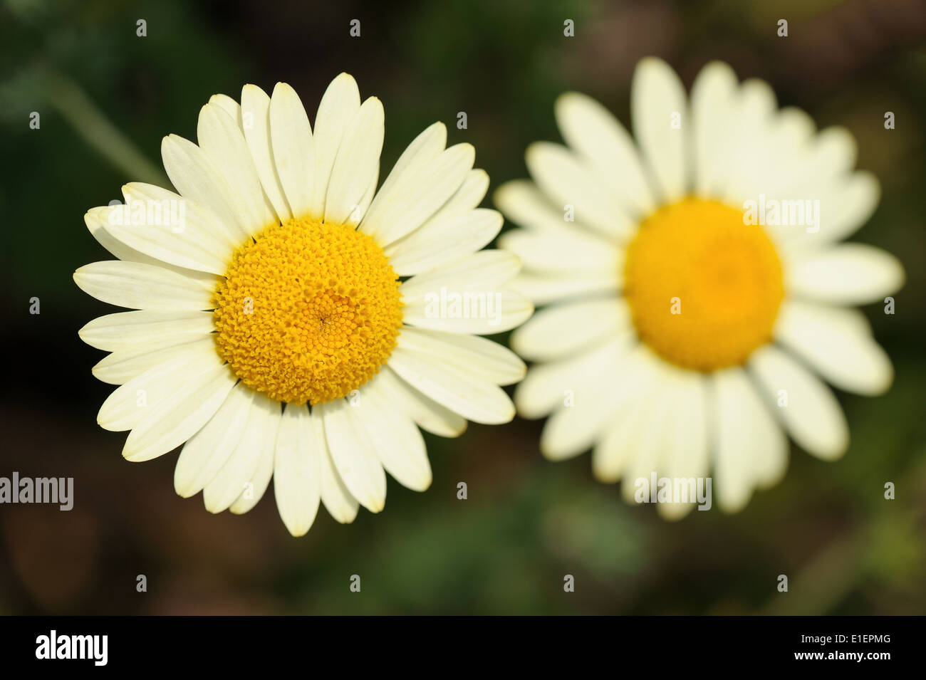 White matricaria flowers on hi-res stock photography and images - Alamy