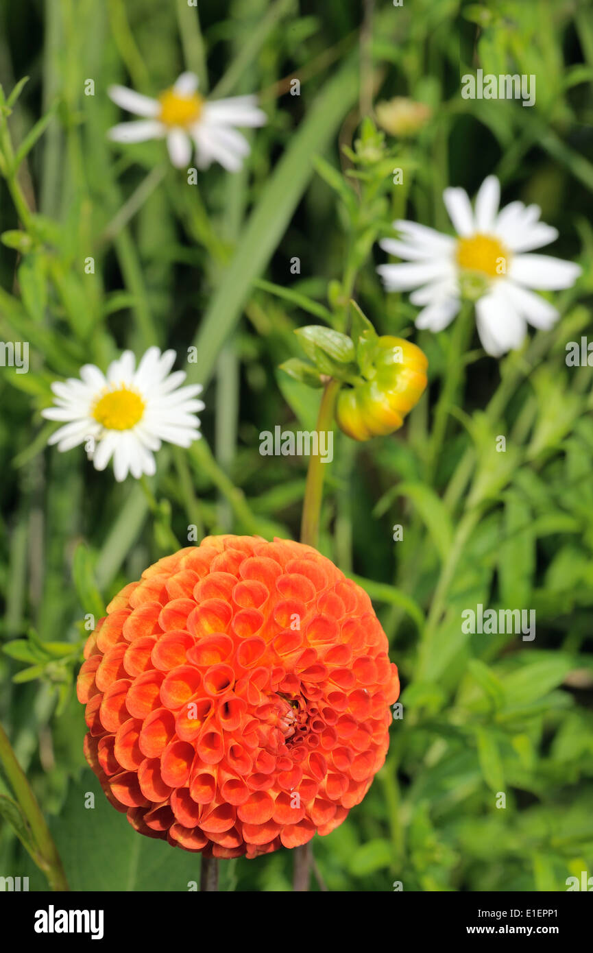 Ball shaped flower hi-res stock photography and images - Alamy