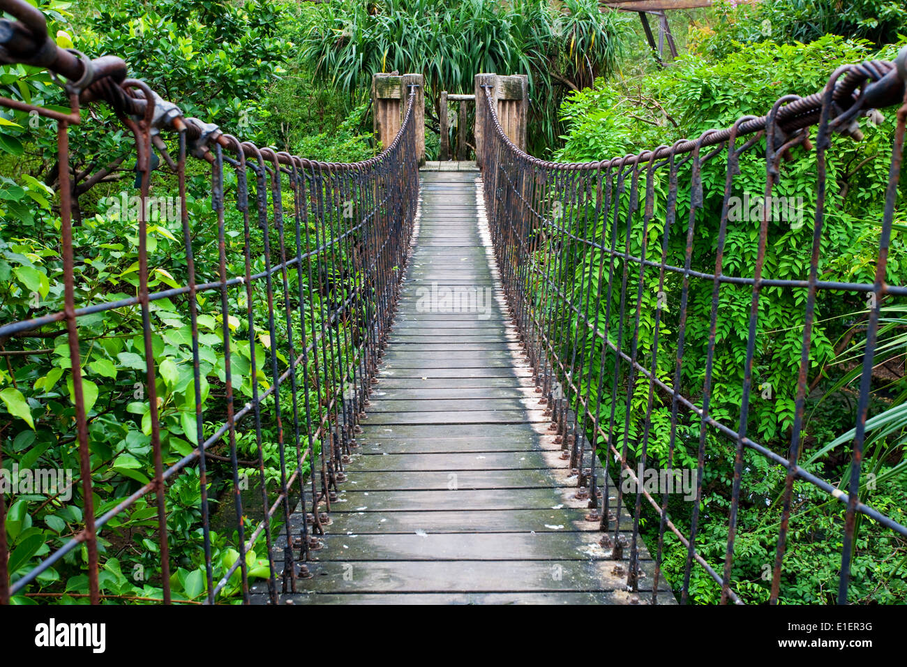 Rope walkway through the treetops in a rain forest Stock Photo - Alamy