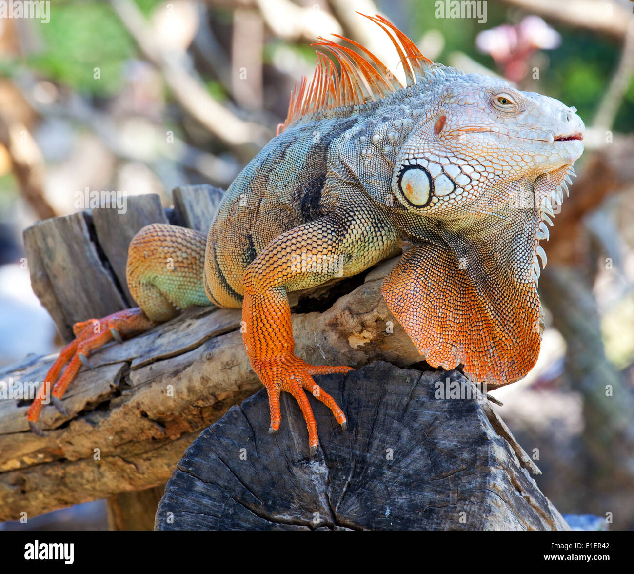 Reptile spine hi-res stock photography and images - Alamy