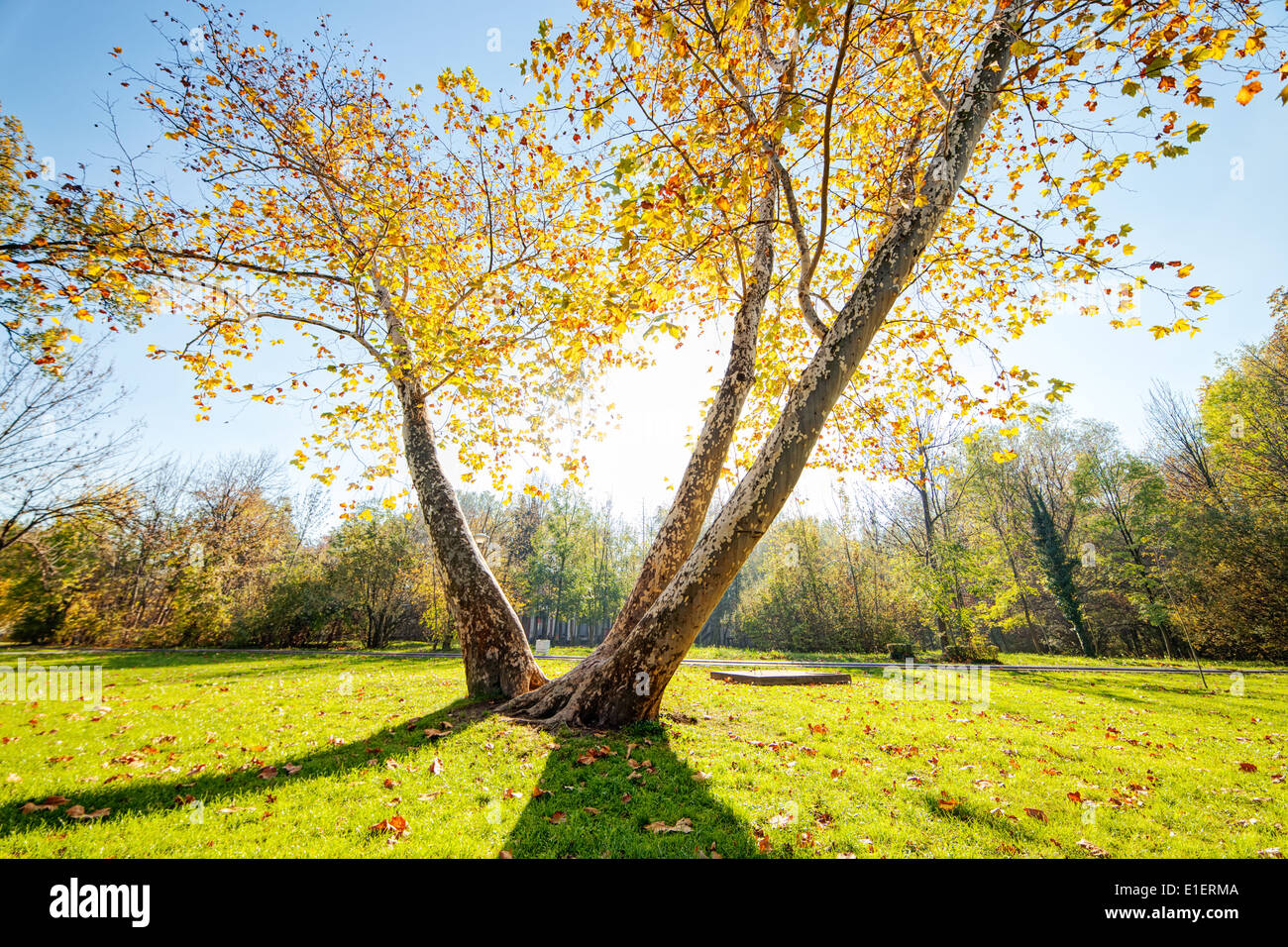 trees in park Stock Photo - Alamy