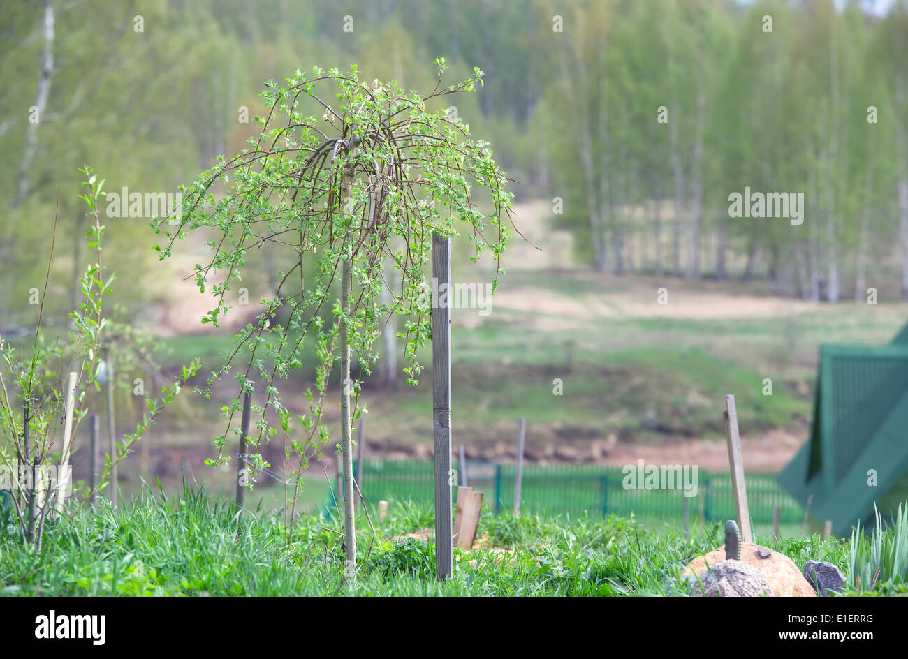 Young weeping willow tree hi-res stock photography and images - Alamy
