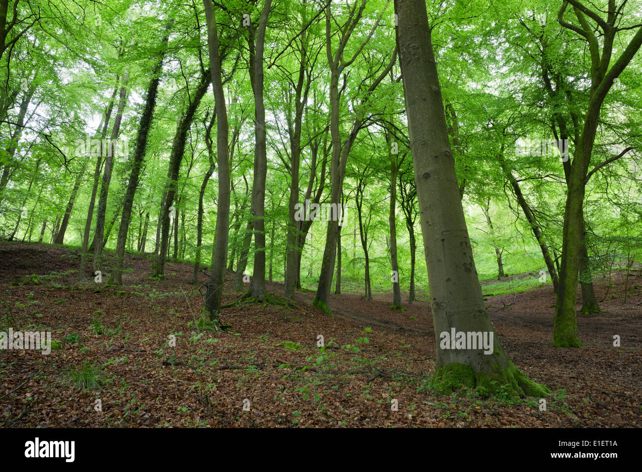 Deciduous Forest Floor High Resolution Stock Photography and Images - Alamy