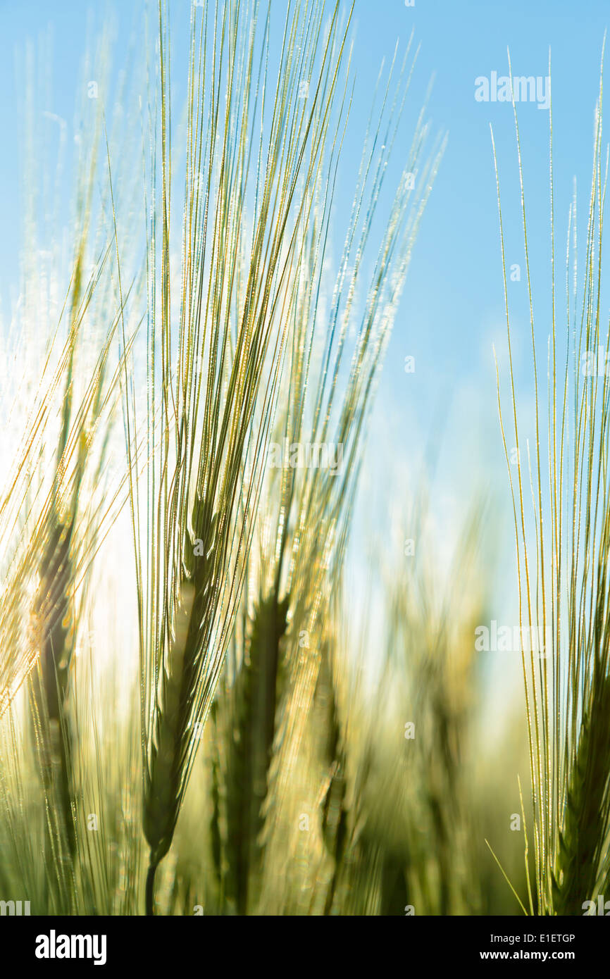 Beautiful plants in a field Stock Photo - Alamy
