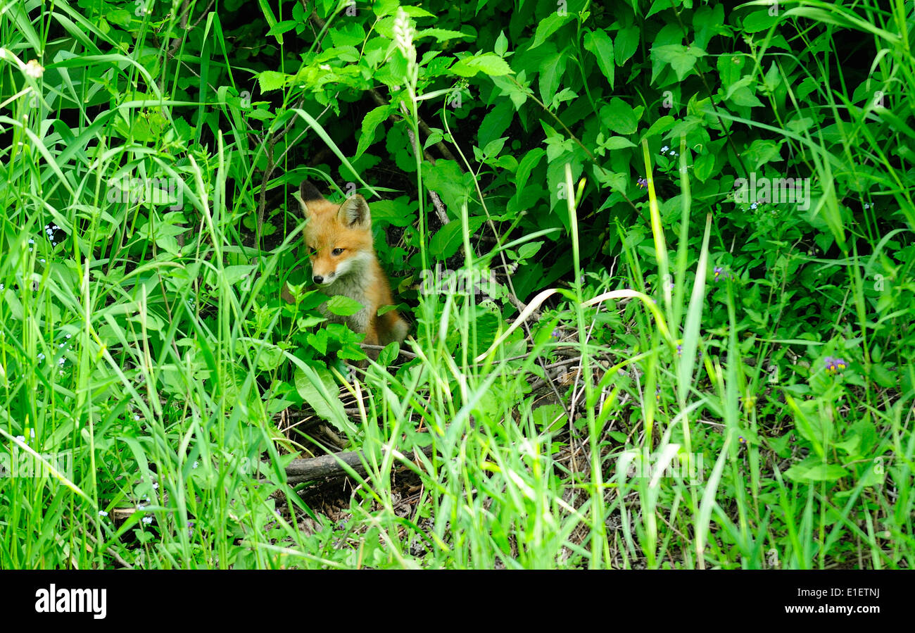 Foxs den hi-res stock photography and images - Alamy