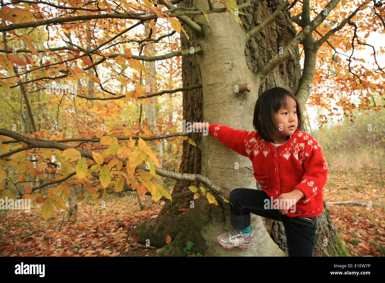 child outdoor in forest climbing at a tree Stock Photo - Alamy