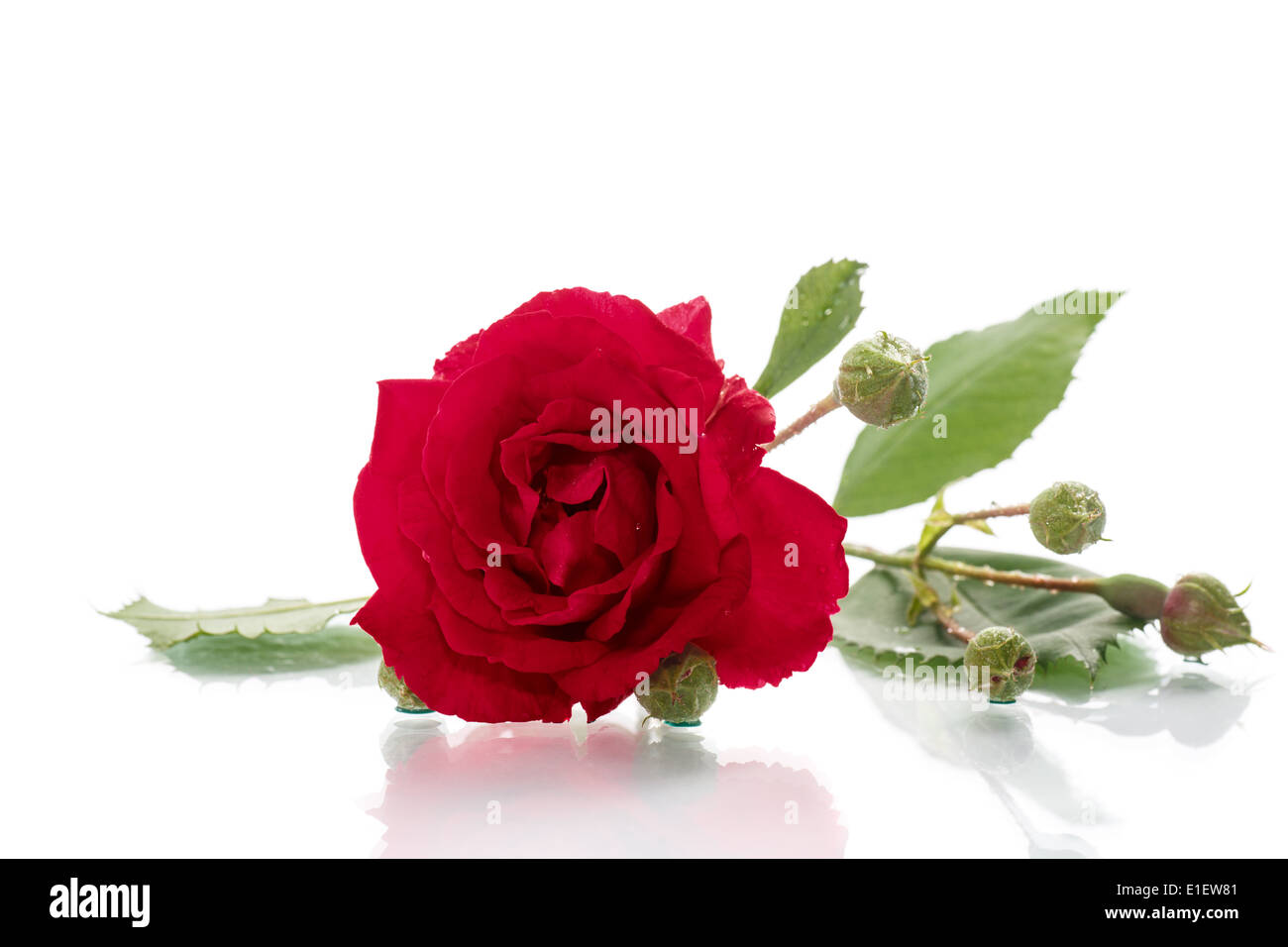 blooming red rose on a white background Stock Photo - Alamy