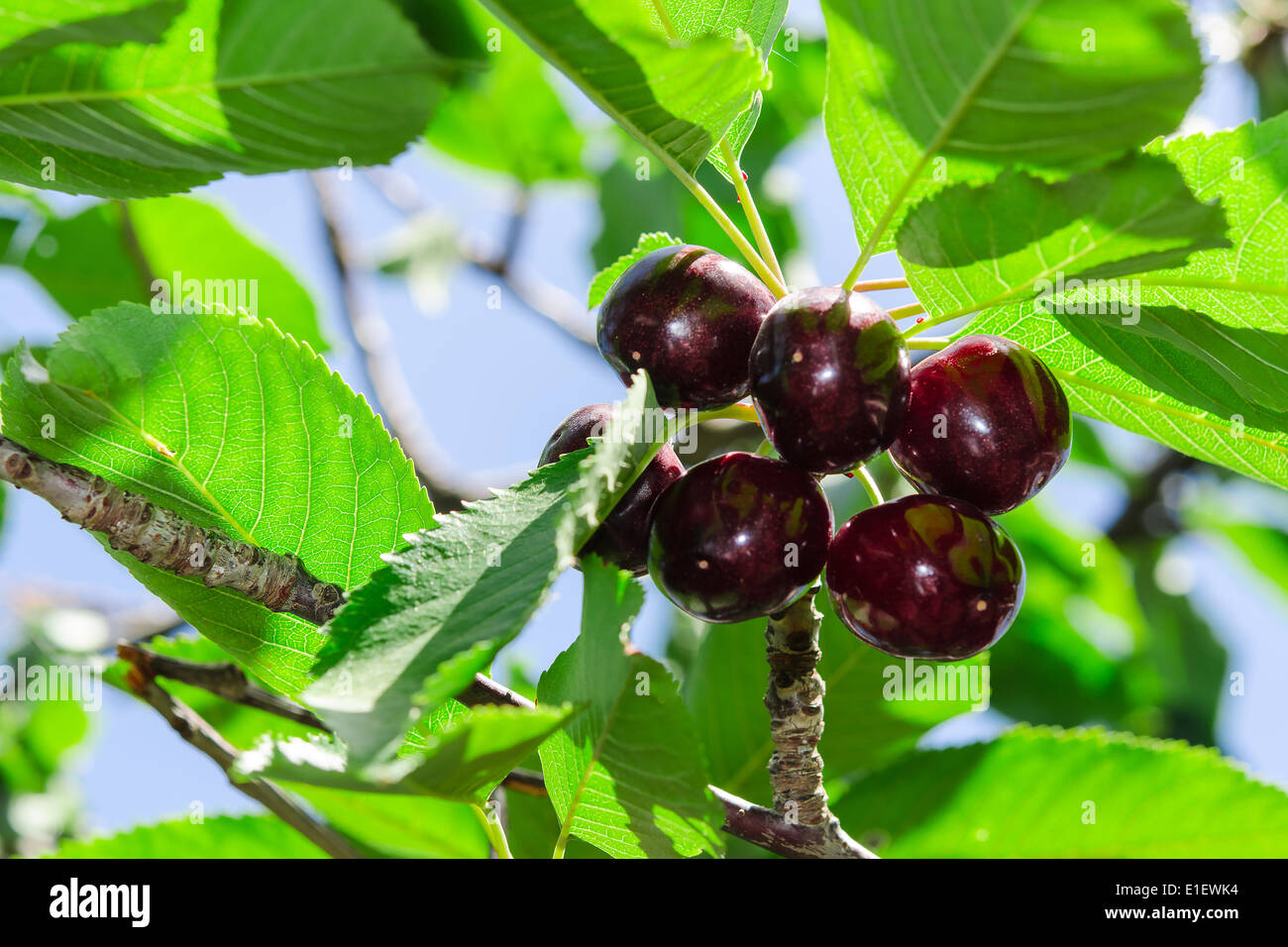 Ripe juicy vinous cherry big berries with sunlight foliage on tree ...
