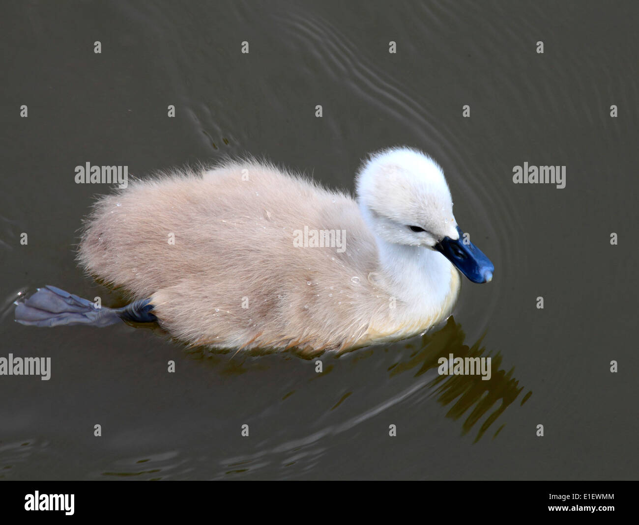 Cygnet bay hi-res stock photography and images - Alamy