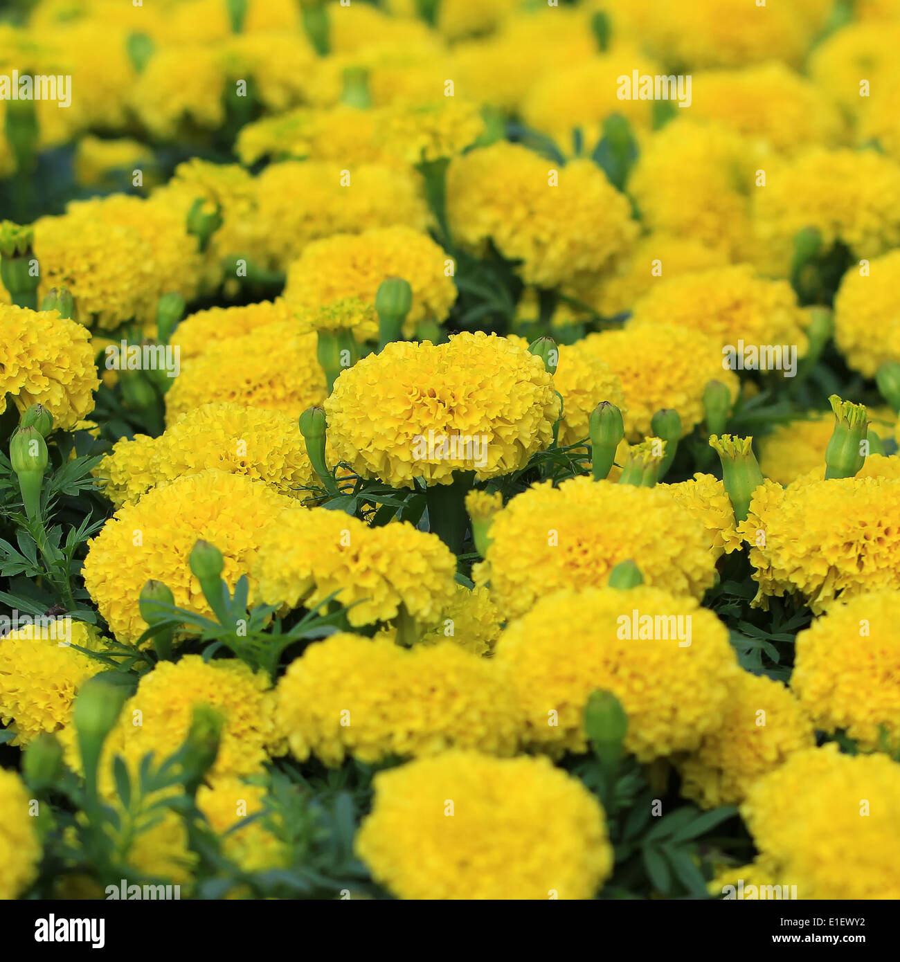 Marigold in the garden hi-res stock photography and images - Alamy