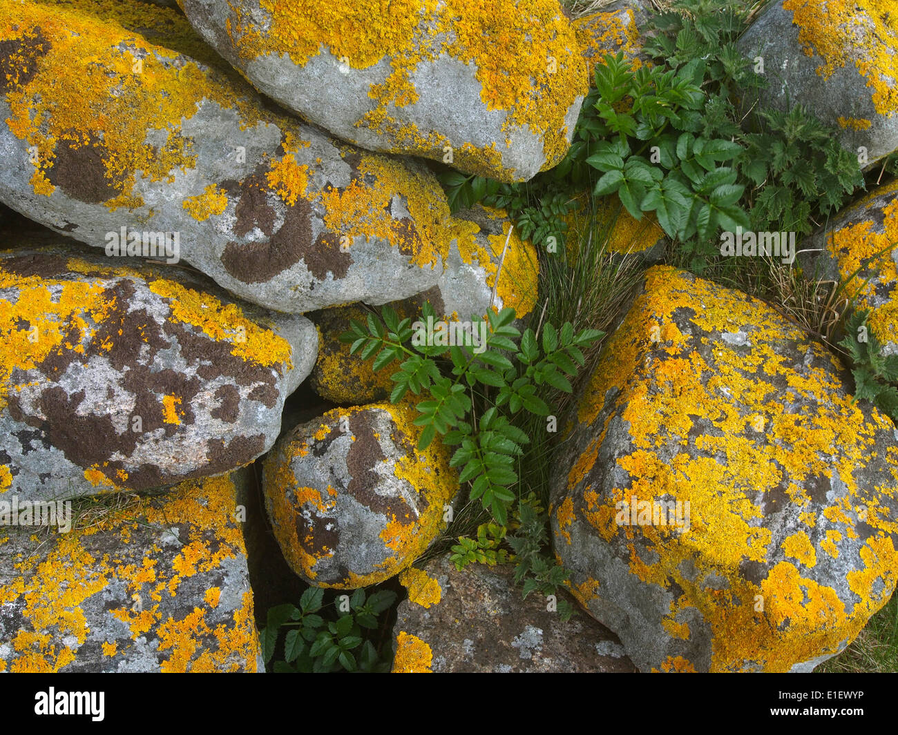 orange lichen on stone walls of deserted houses, Mingulay, Scotland ...